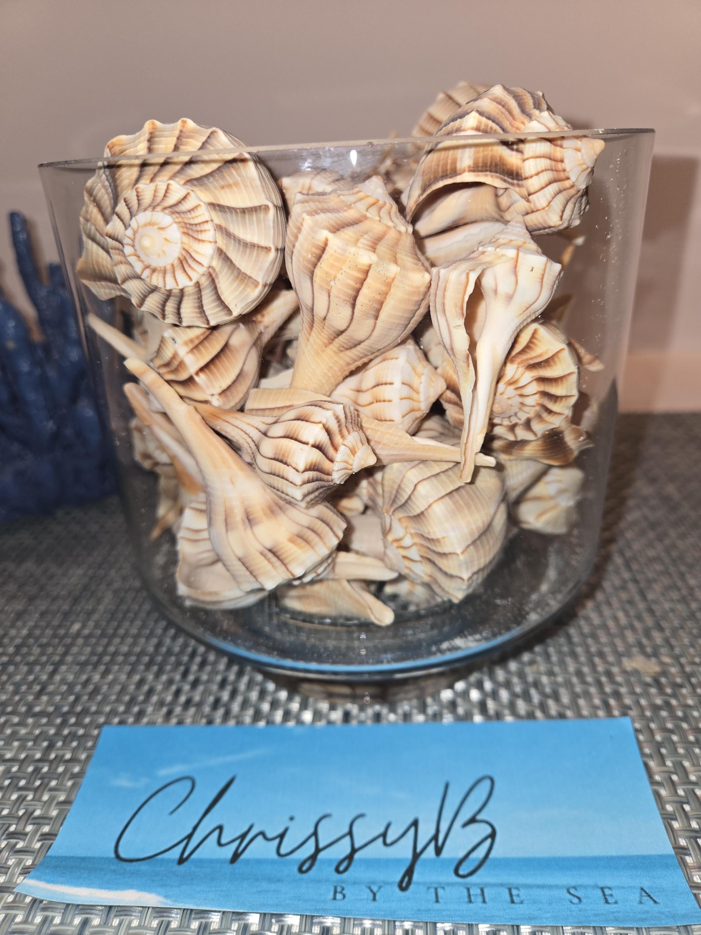 15 Stunning Lightning Whelk Seashells – Handpicked From the Beautiful ...