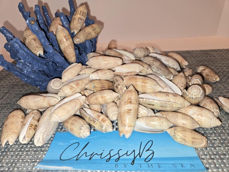 15 Beautiful Lettered Olive Seashells – Handpicked Treasures From ...