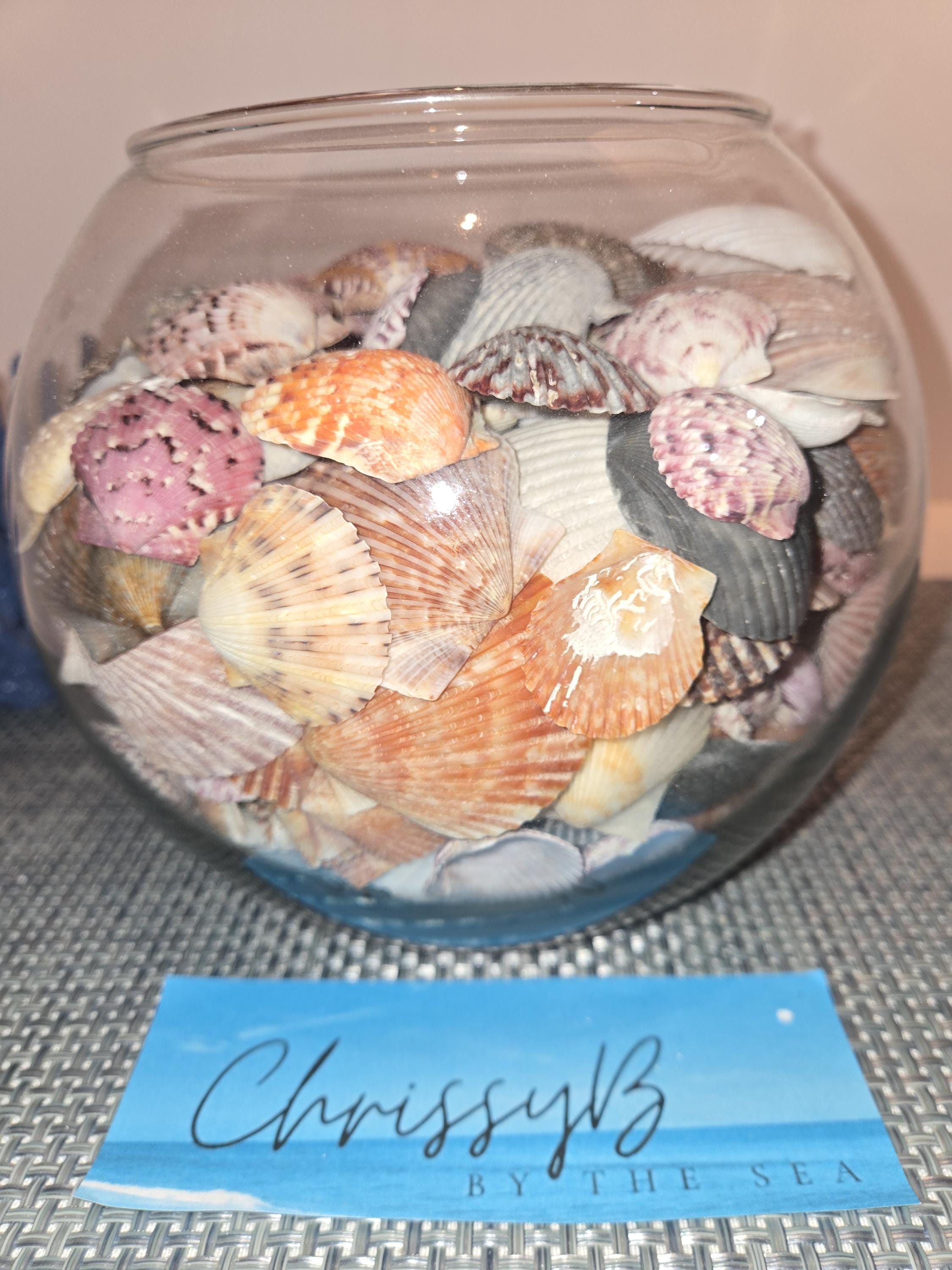 40 Beautiful Sea Scallop Shells – Handpicked From the Beautiful Florida ...