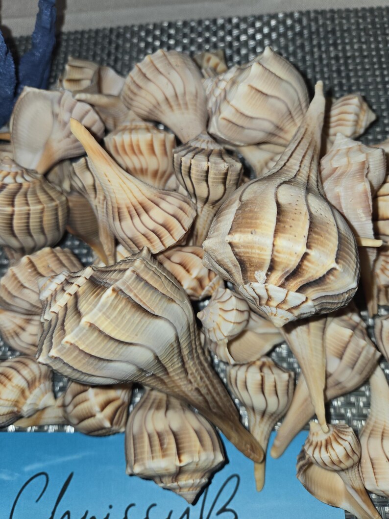 15 Stunning Lightning Whelk Seashells – Handpicked From the Beautiful ...