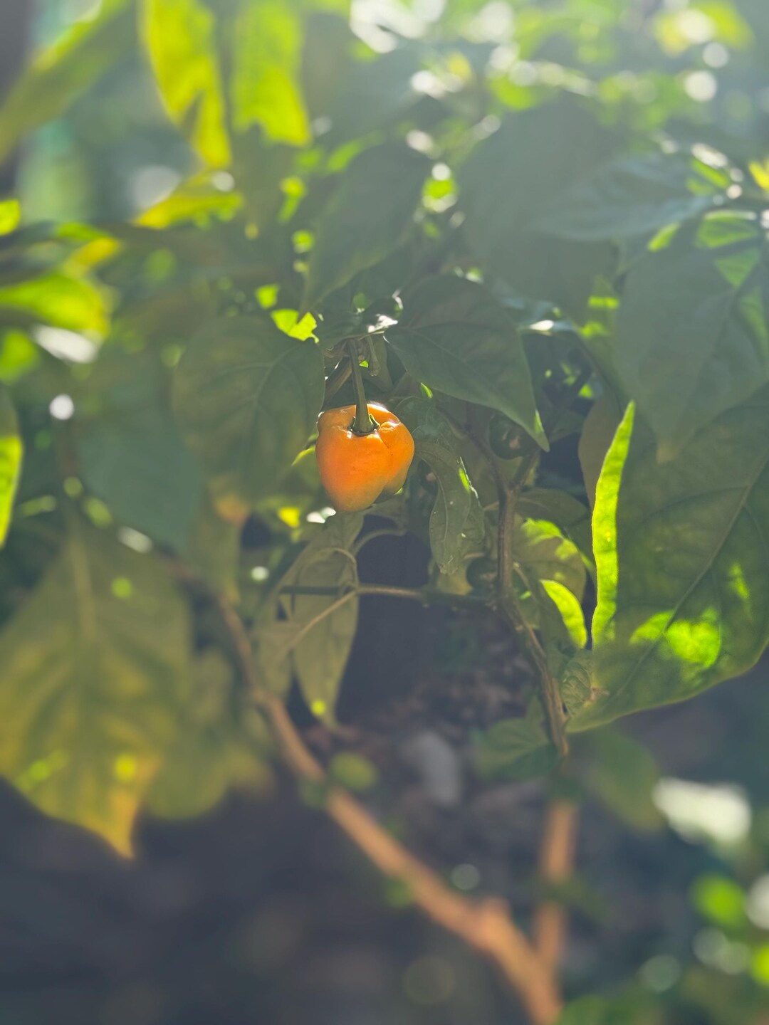 Peach Mutant X Pepper Seeds: Rare, Spicy, Homegrown - Etsy