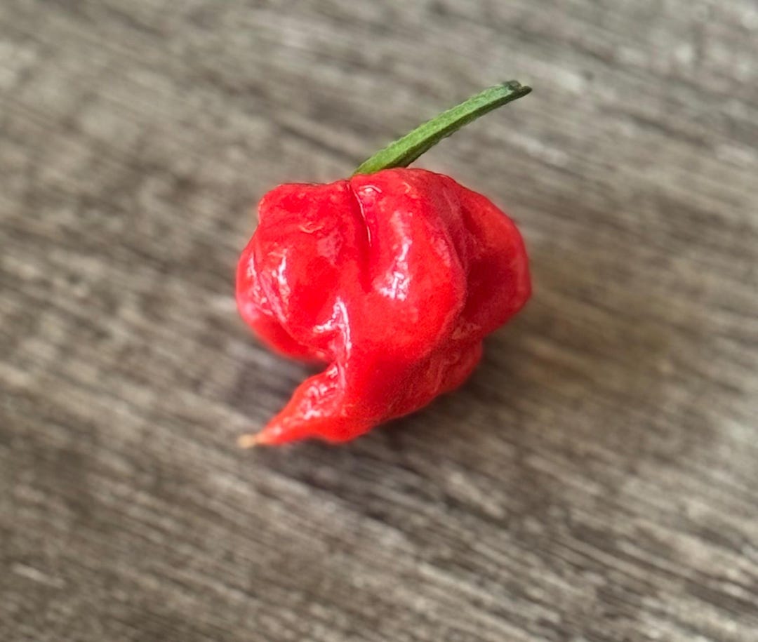 Dragon's Breath Pepper Seeds – Super Hot Chili, Rare Heirloom, Garden ...