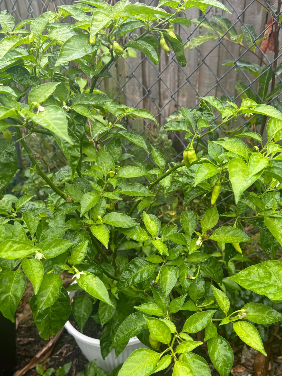 Datil Pepper Seeds – Sweet & Spicy Heat, Southern Favorite! Perfect for ...