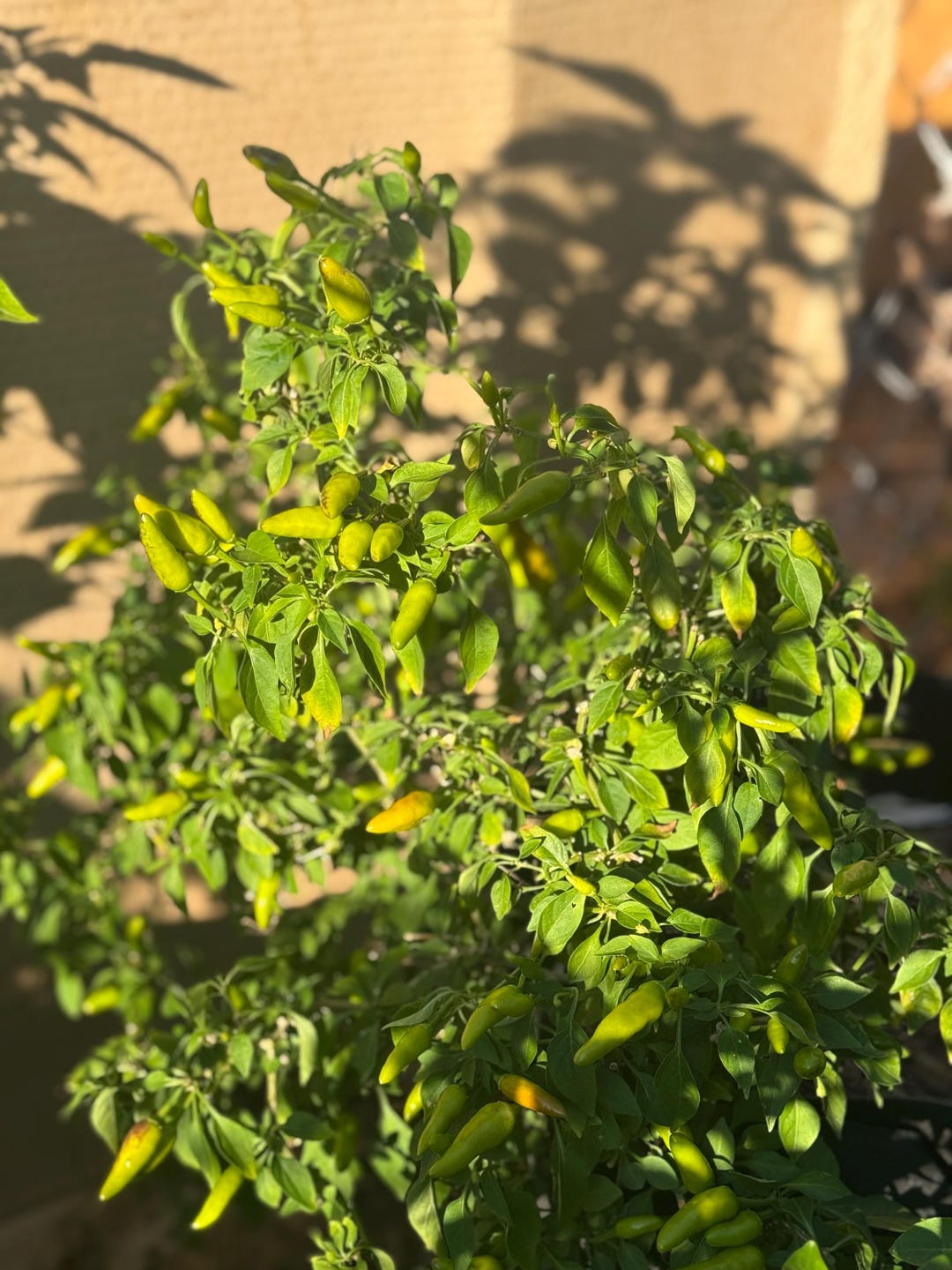 Thai Chili Seeds – Spicy, Authentic & Perfect for Cooking! Homegrown in ...