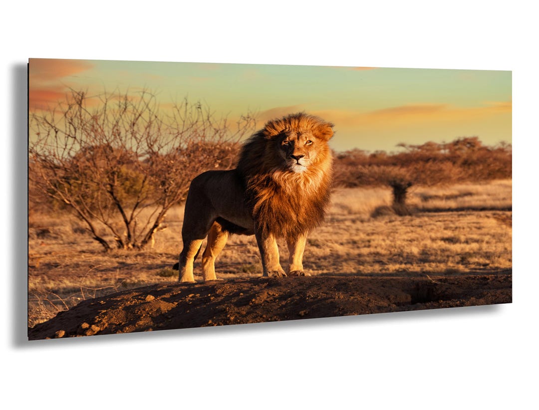 Panthera Leo, African Lion, Tanzania Plains, Sub Saharan Africa - Etsy