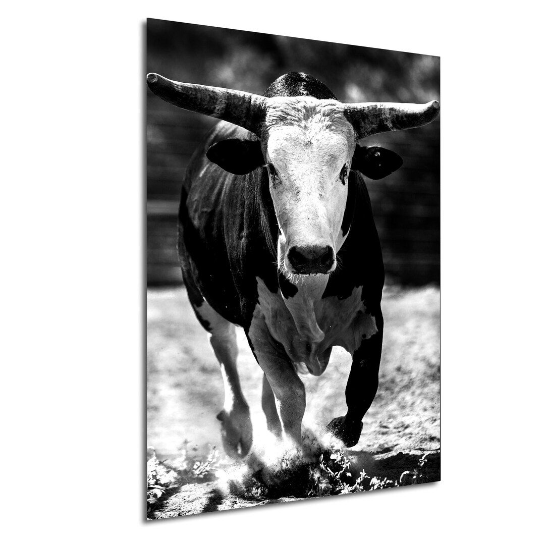 Brahma Bull, Rodeo - Etsy