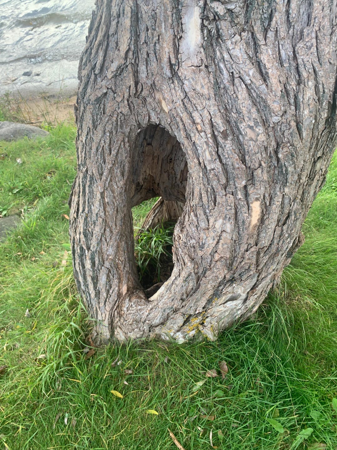 Hollow Tree Trunk Wall Art Digital File, Nature, Pure Michigan - Etsy