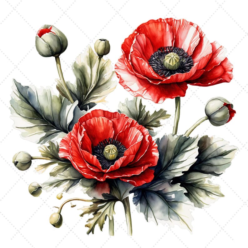 Poppy Flowers Clipart – 24 Watercolor Poppy Pngs (digital Download) - Etsy
