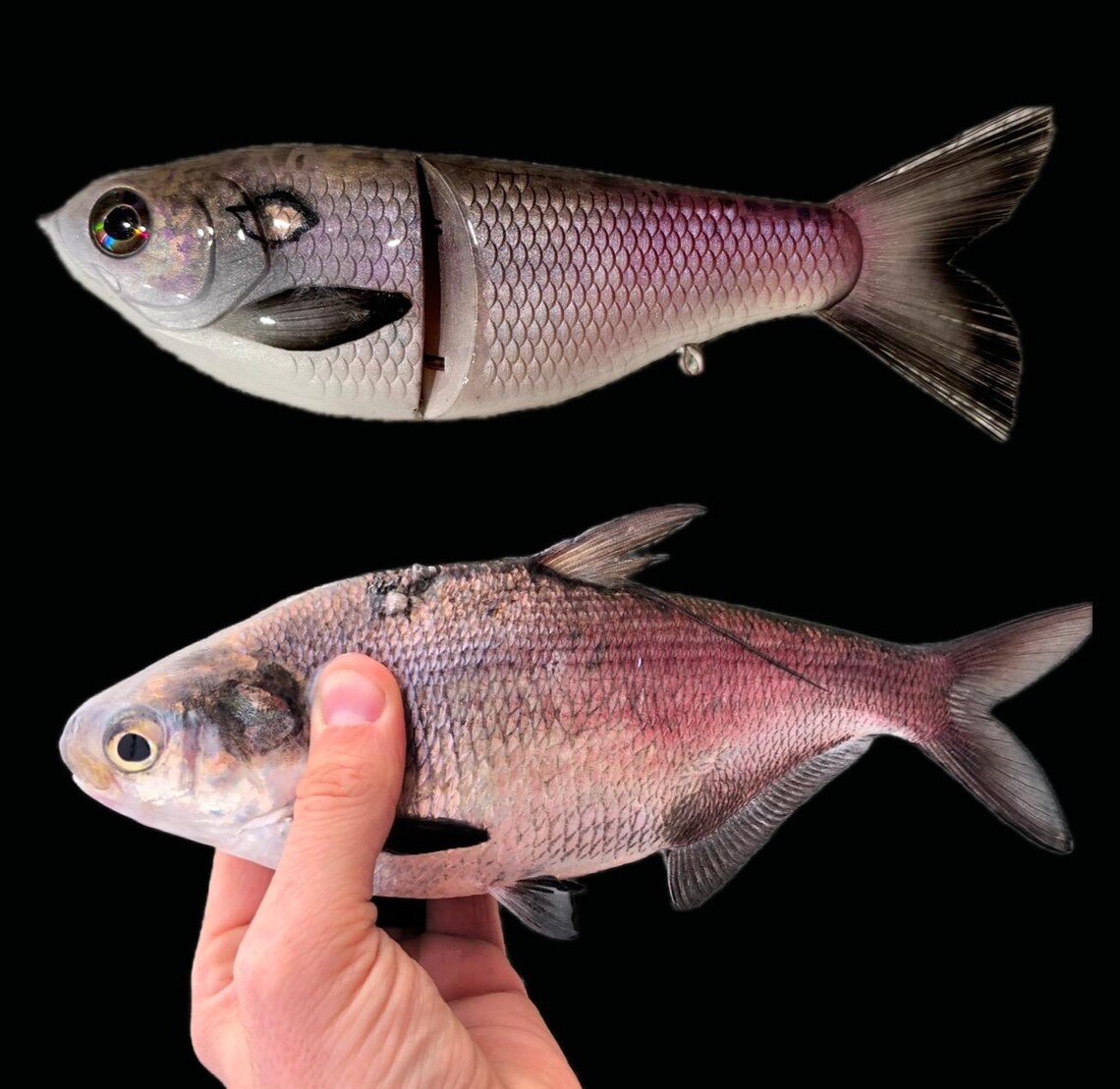 Gizzard Shad Glide Bait - Etsy