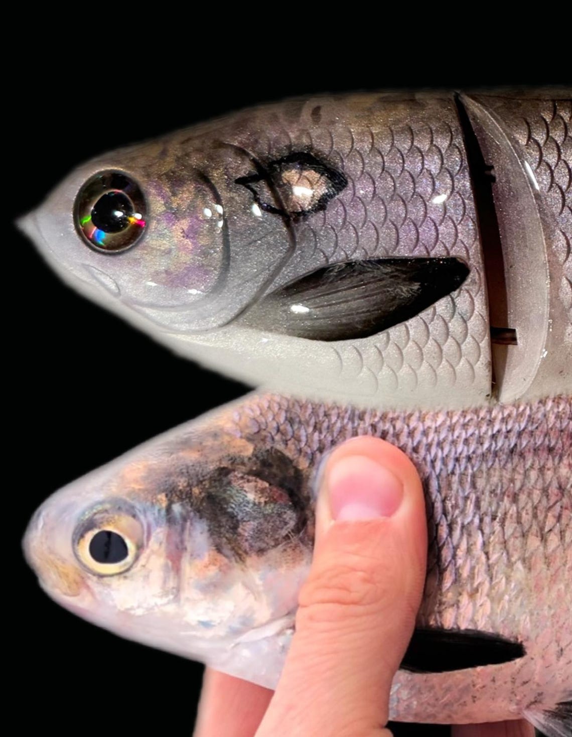 Gizzard Shad Glide Bait - Etsy