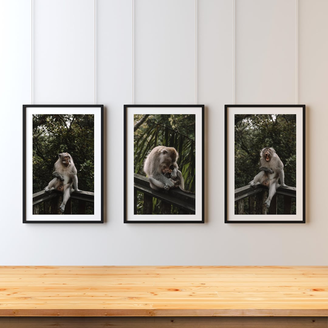 Monkey Prints | Fine Art Prints | Animal Photography | Animal Digital ...