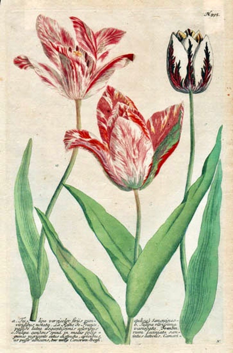 Fully Bloomed Black Tulip Bead Cap 20mm Wide Black Antiqued - Etsy