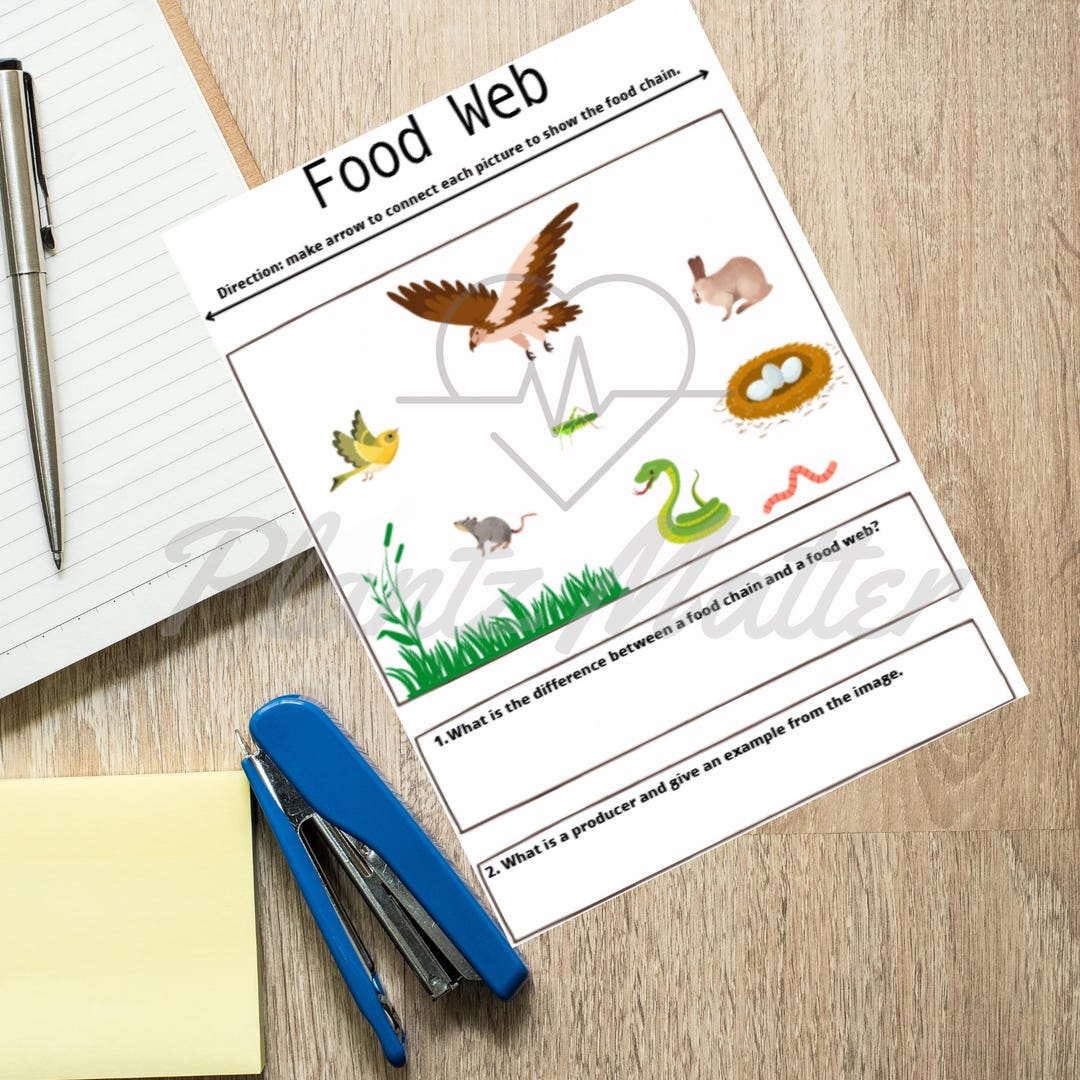 Food Chain Activity Printable Worksheet Education Science Printable for ...