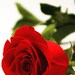 Egyptian Essential Oils ROSE From Land of Pharaohs - Etsy