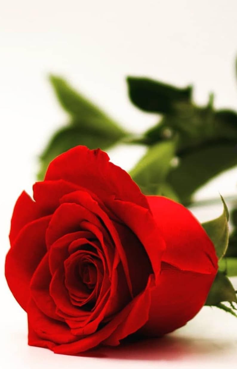 Egyptian Essential Oils ROSE From Land of Pharaohs - Etsy