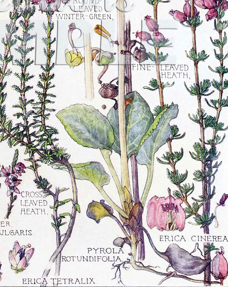 ISABEL ADAMS: Heath Heather Zoom in Vintage Botanical - Etsy