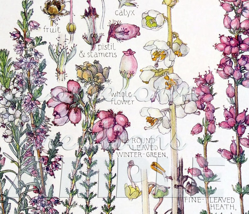 ISABEL ADAMS: Heath Heather Zoom in Vintage Botanical - Etsy
