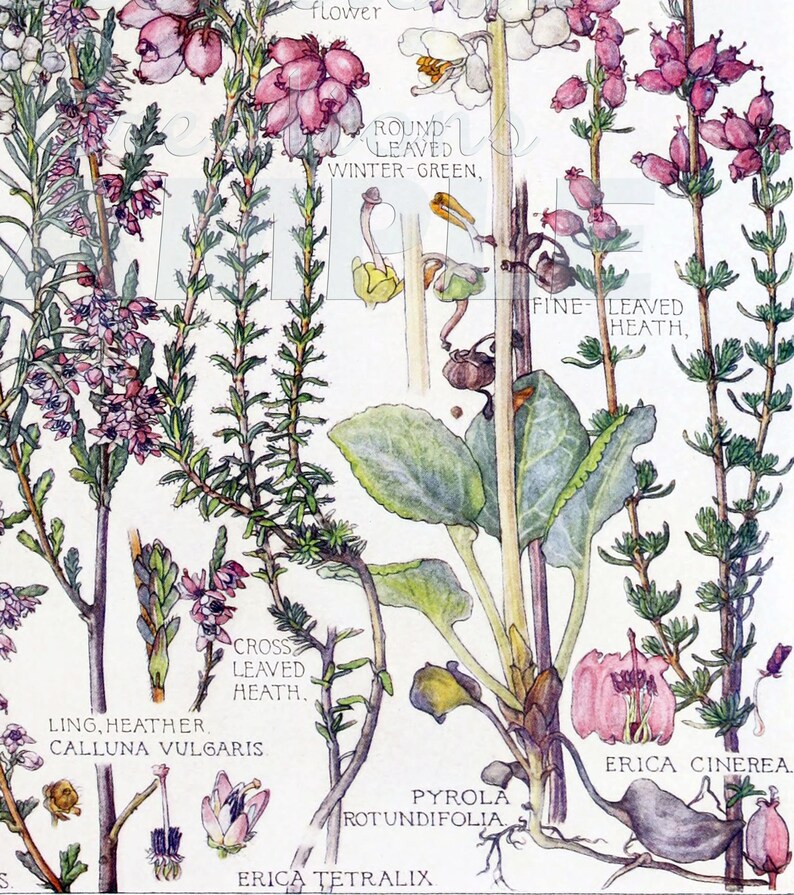ISABEL ADAMS: Heath Heather Zoom in Vintage Botanical - Etsy