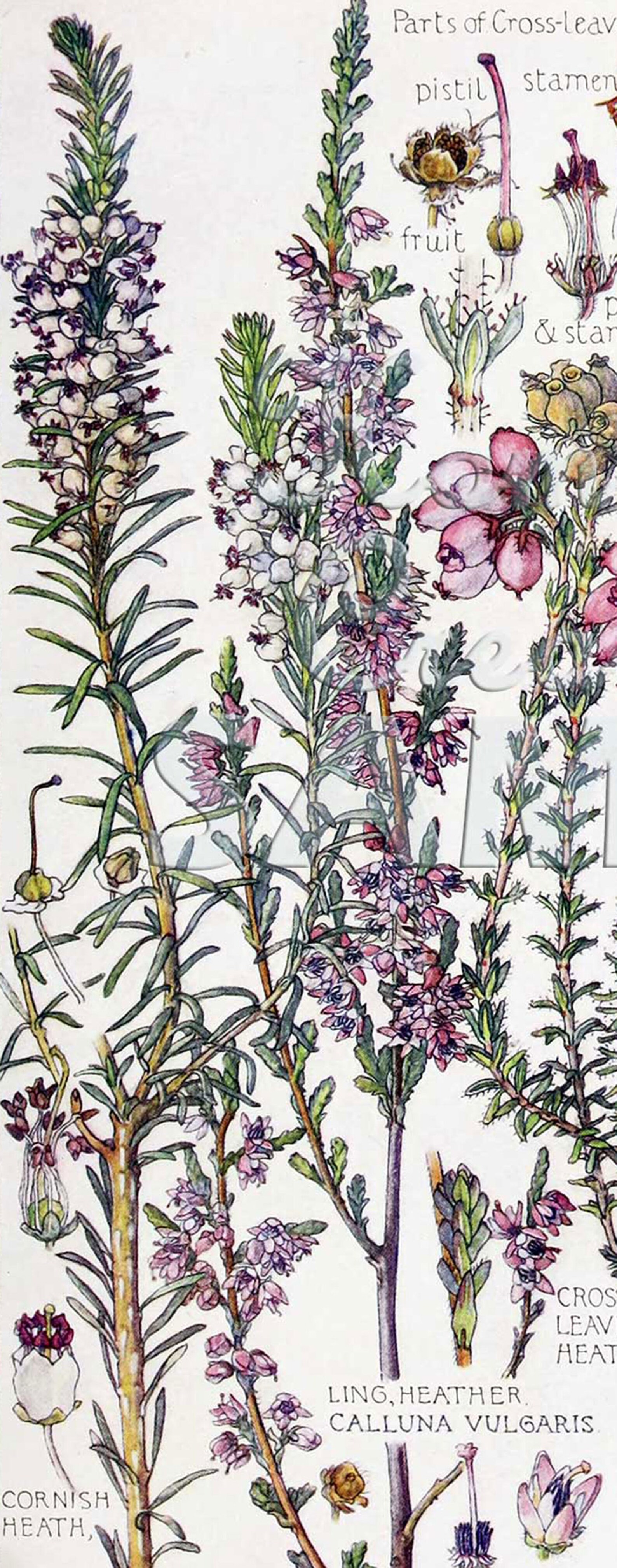 ISABEL ADAMS: Heath Heather Zoom in Vintage Botanical - Etsy