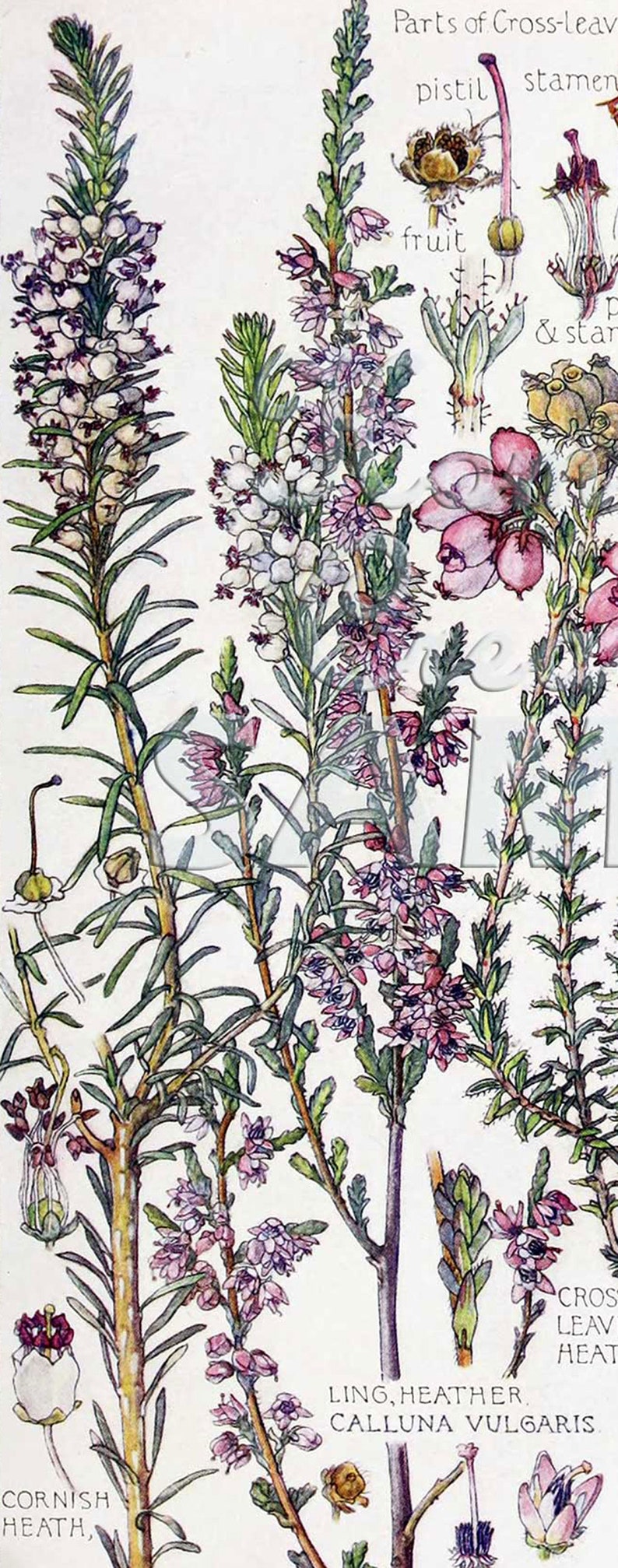 ISABEL ADAMS: Heath Heather Zoom in Vintage Botanical - Etsy