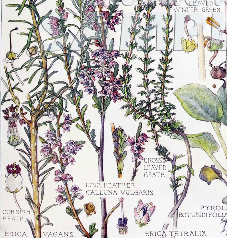 ISABEL ADAMS: Heath Heather Zoom in Vintage Botanical - Etsy