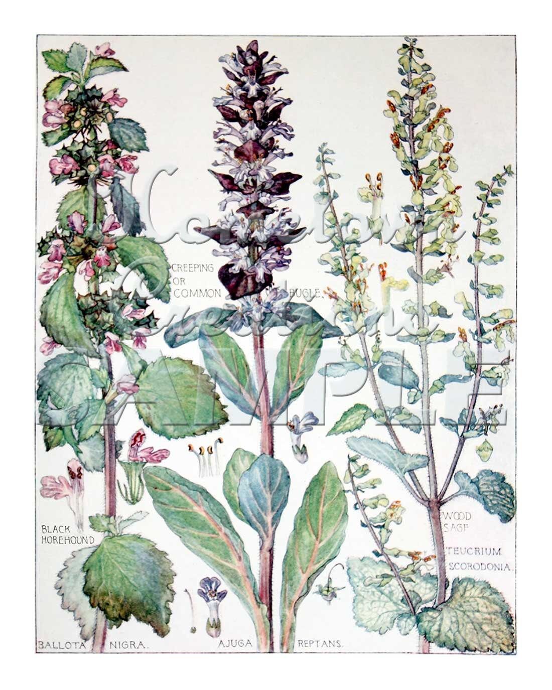 ISABEL ADAMS: Creeping Bugle Black Horehound Vintage | Etsy