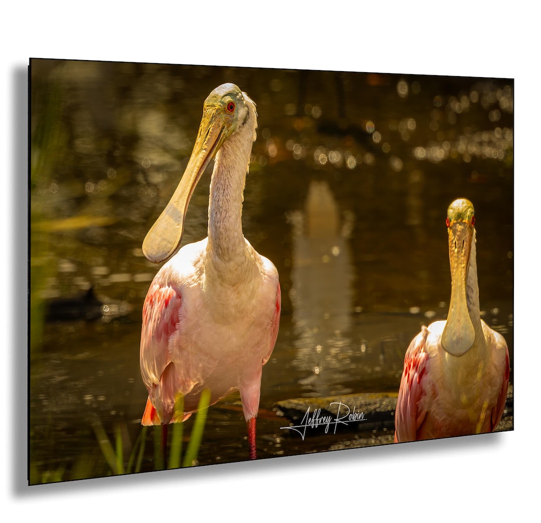 Roseate Spoonbills in Water, Bird Photography, Coastal Wildlife Decor ...