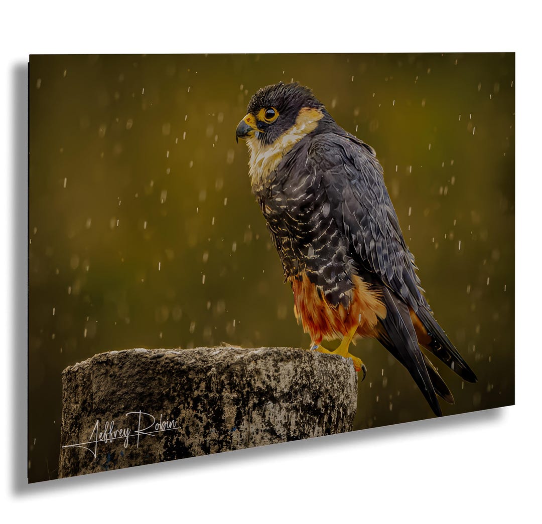 Bat Falcon Photo, Raptor Photo, Falcon Print, Bird Photography ...