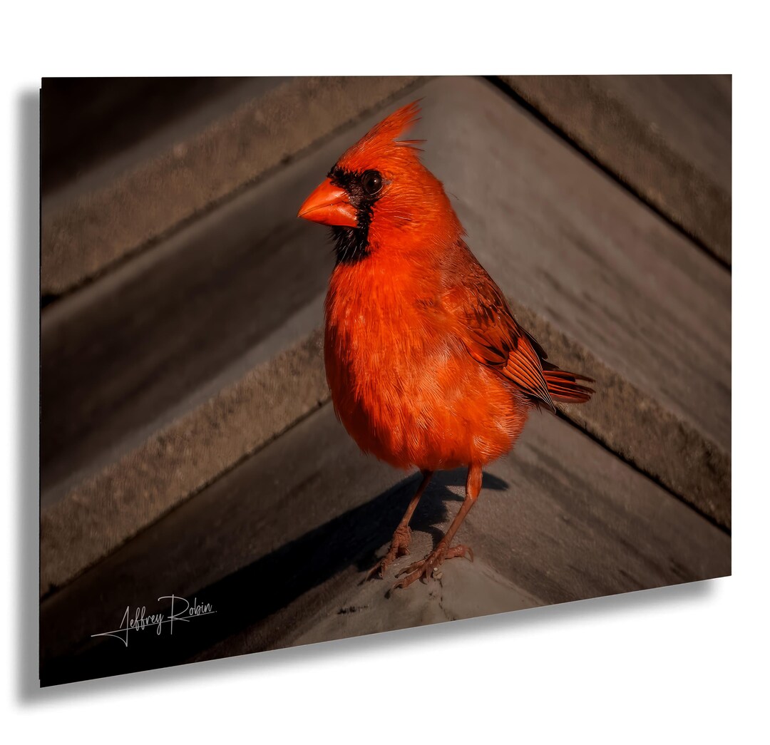 Northern Cardinal Photo, Bird Photography, Hanging Wall Art, Red Birds ...
