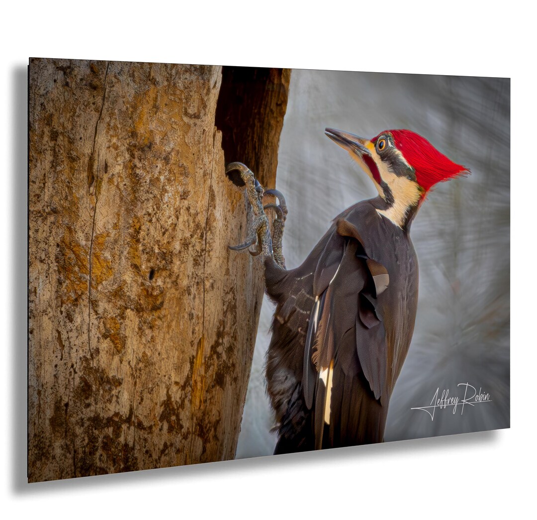 Pileated Woodpecker Photography, Pileated Woodpecker on Tree ...