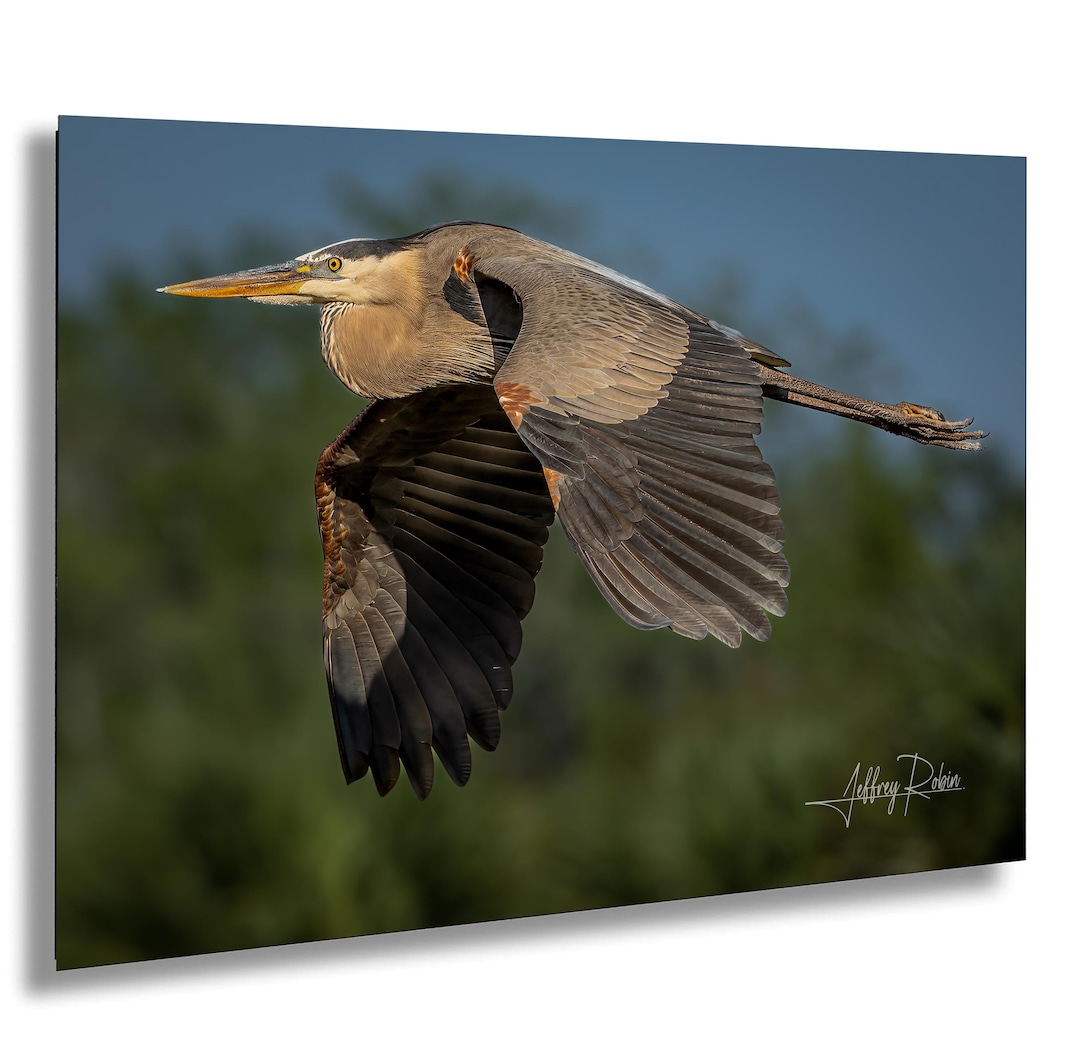 Great Blue Heron Photography, Heron in Flight Photography, Bird ...