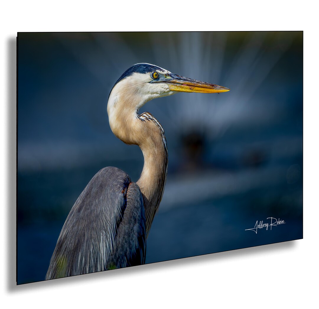 Great Blue Heron Photography, Great Blue Heron With Fountain Photo ...