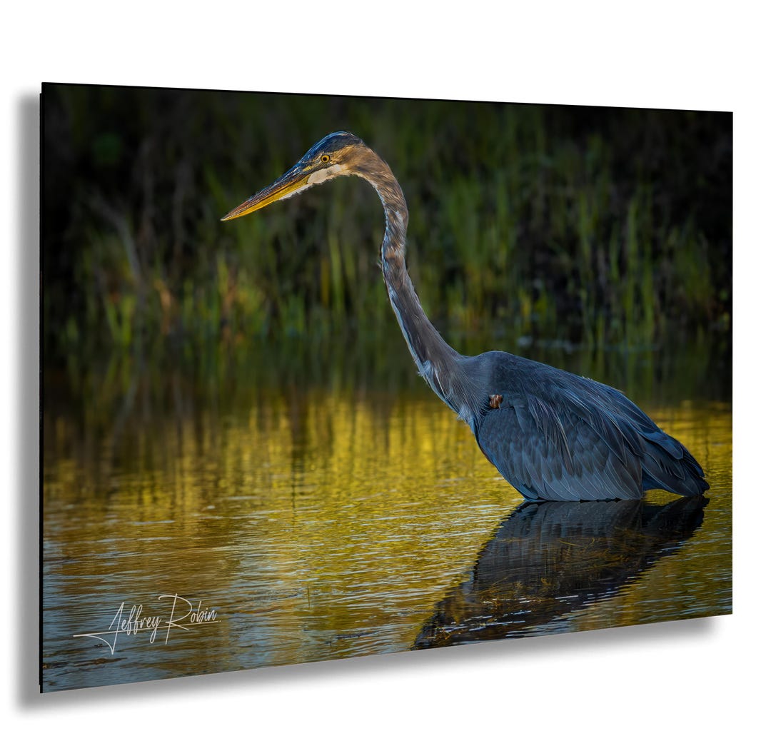 Great Blue Heron Photography, Great Blue Heron in Water, Heron ...