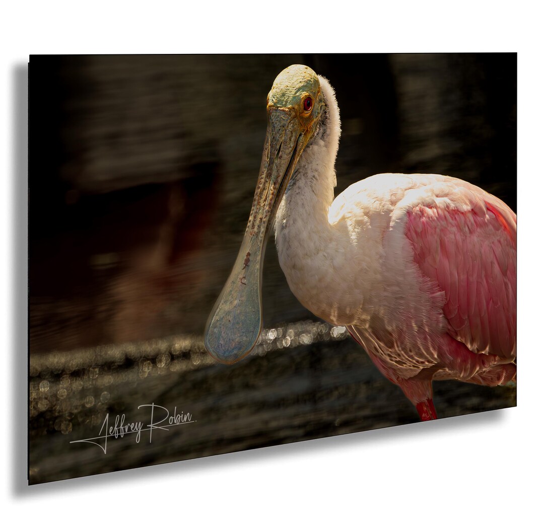 Roseate Spoonbill Photography, Pink Birds, Bird Photography, Spoonbill ...