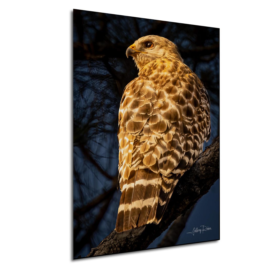 Red-shouldered Hawk Photo, Hanging Wall Art, Bird Photography, Hawk ...