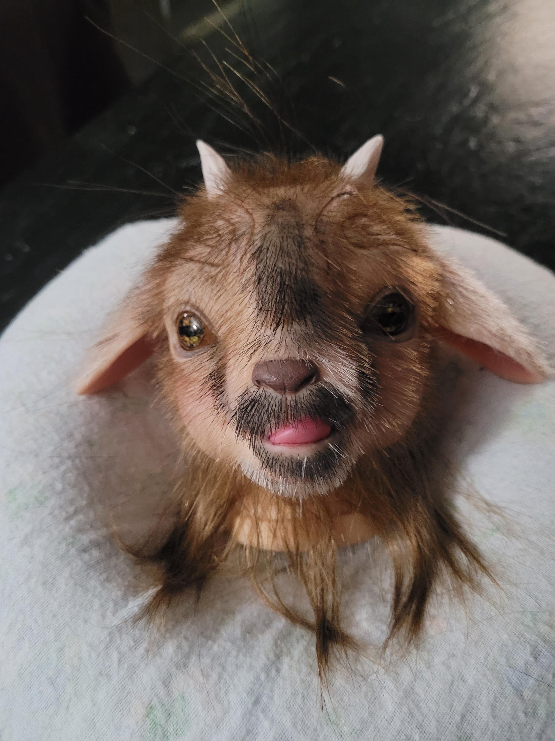 Custom Reborn Goat - Etsy