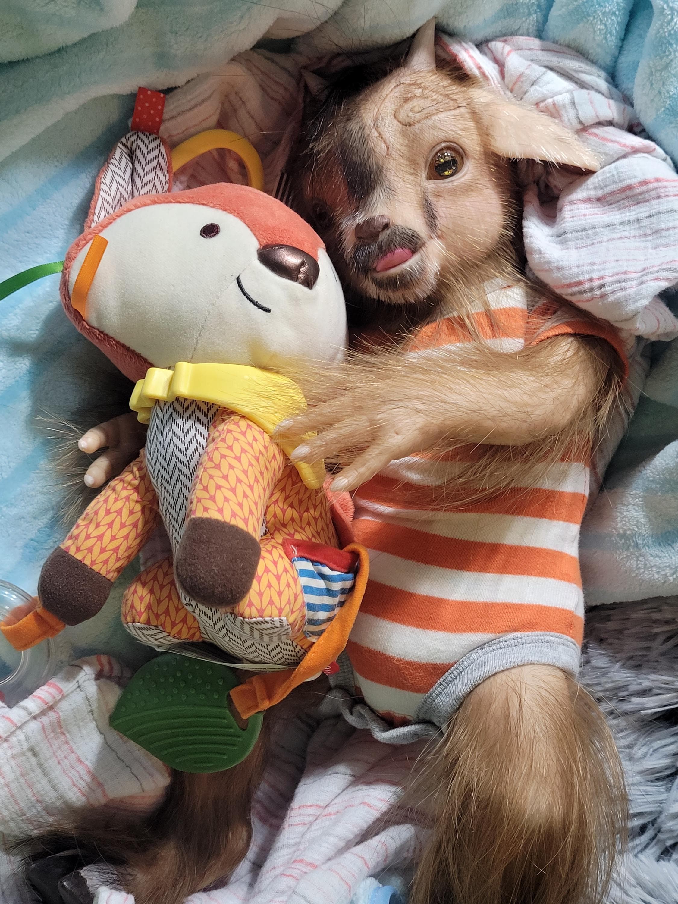 Custom Reborn Goat - Etsy