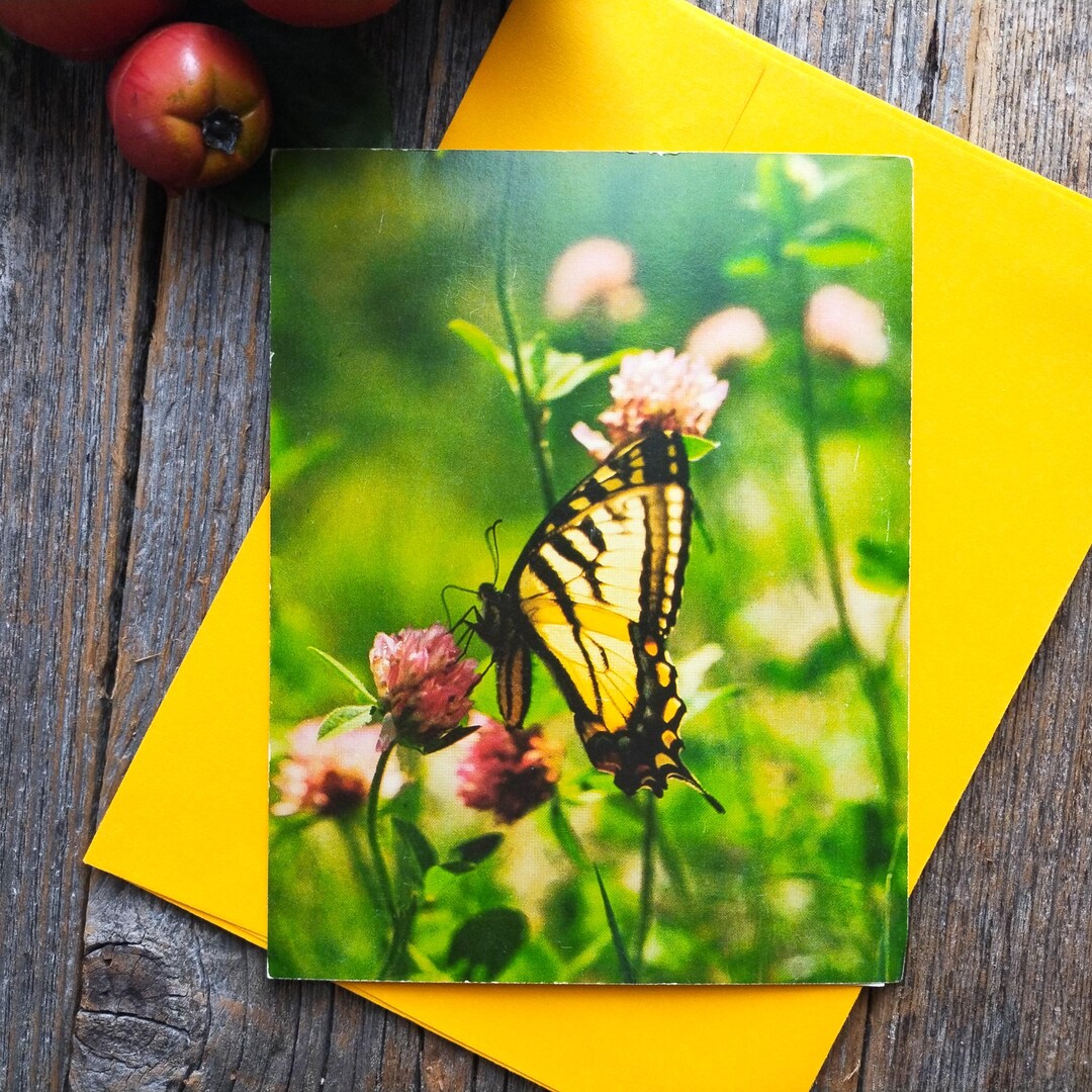 Monarch Butterfly Congratulations Card: Milestone, Graduation, Wedding ...