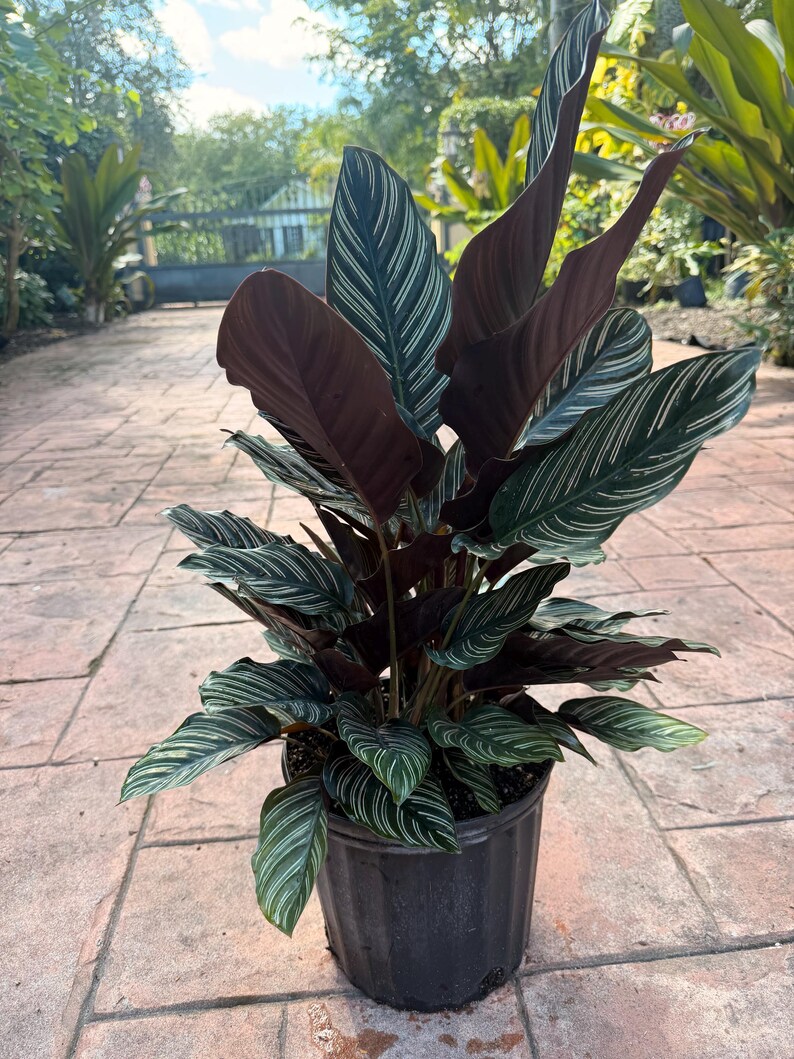 Calathea Ornata, 10” Pot - Etsy