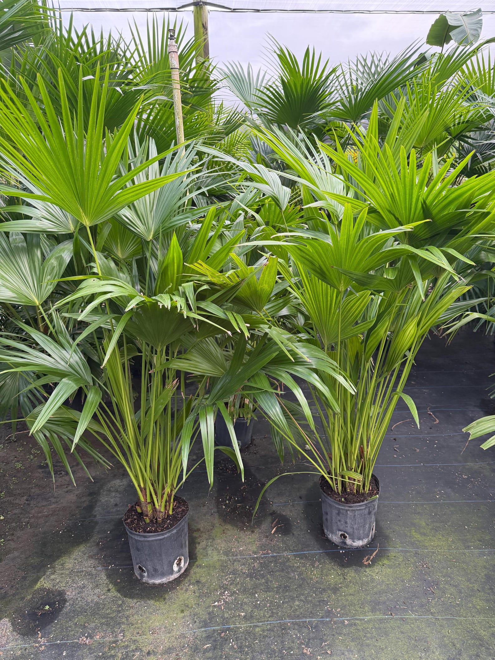 Chinese Fan Palm, 10 Pot Large - Etsy