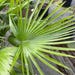Chinese Fan Palm, 10 Pot Large - Etsy