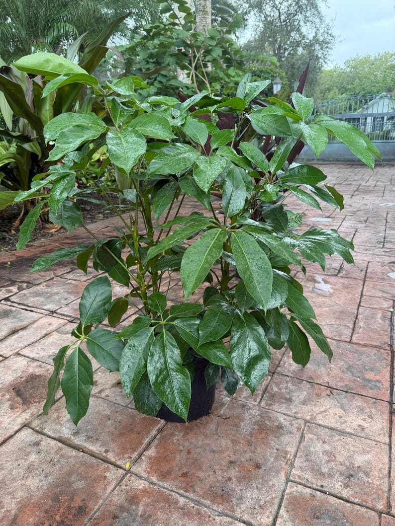 Schefflera Amate, 10” Pot - Etsy