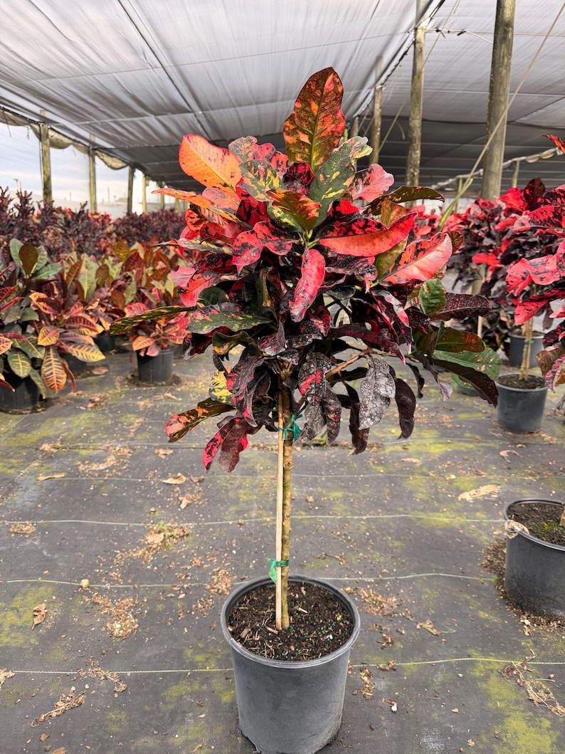 Croton Magnificemt Std, 10” Pot Just in Time for Thanksgiving - Etsy