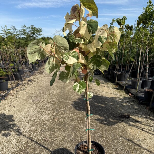 Variegated Hibiscus - Etsy