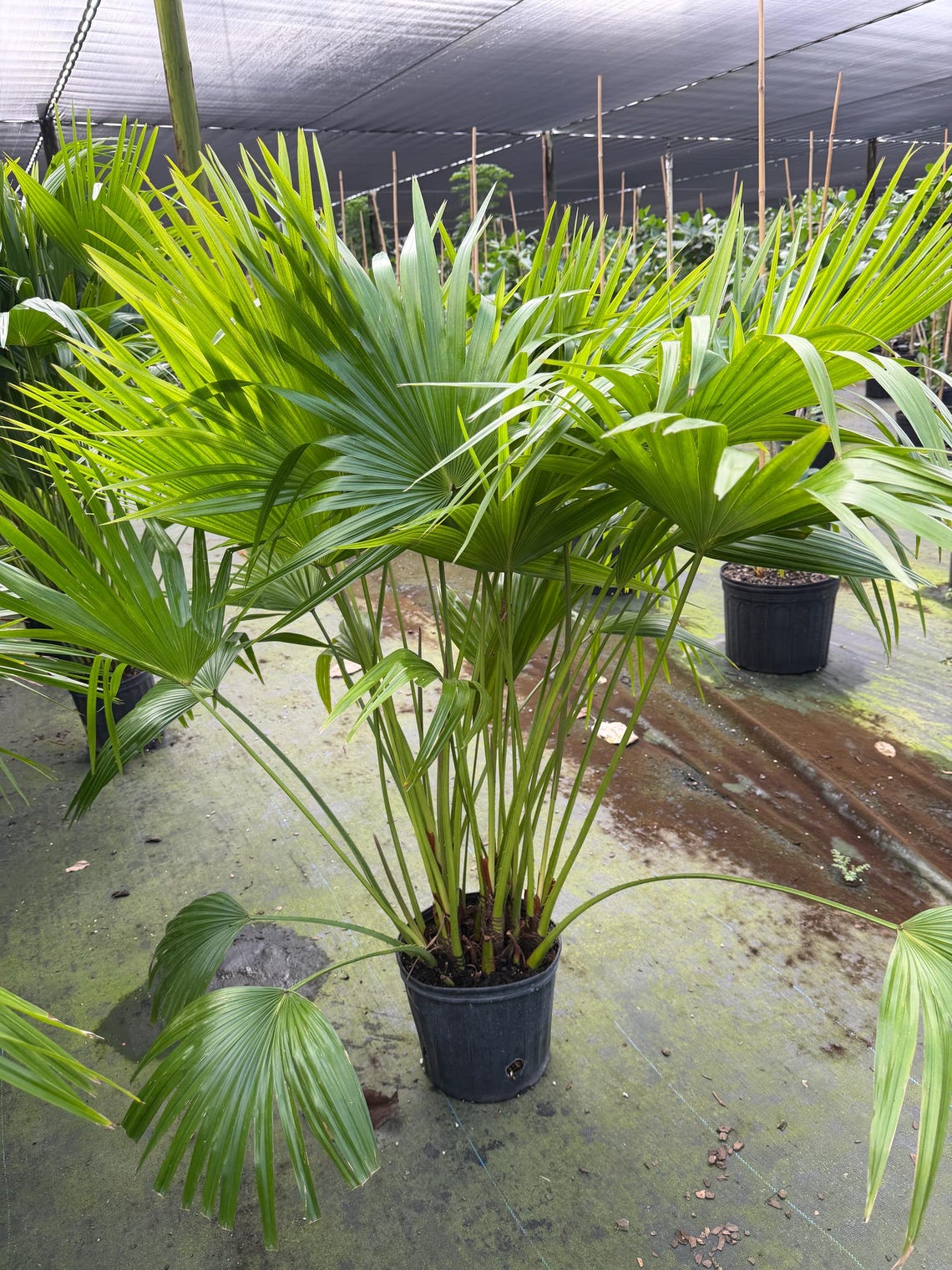 Chinese Fan Palm, 10 Pot Large - Etsy
