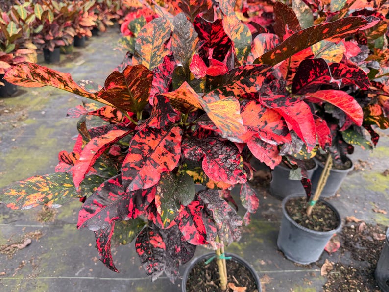 Croton Magnificemt Std, 10” Pot Just in Time for Thanksgiving - Etsy