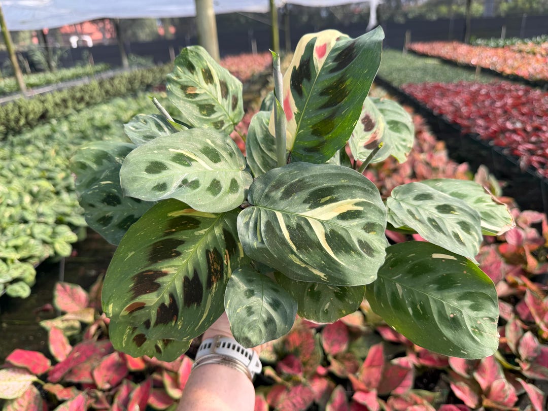 Maranta Beauty Kim, 6” Pot - Etsy