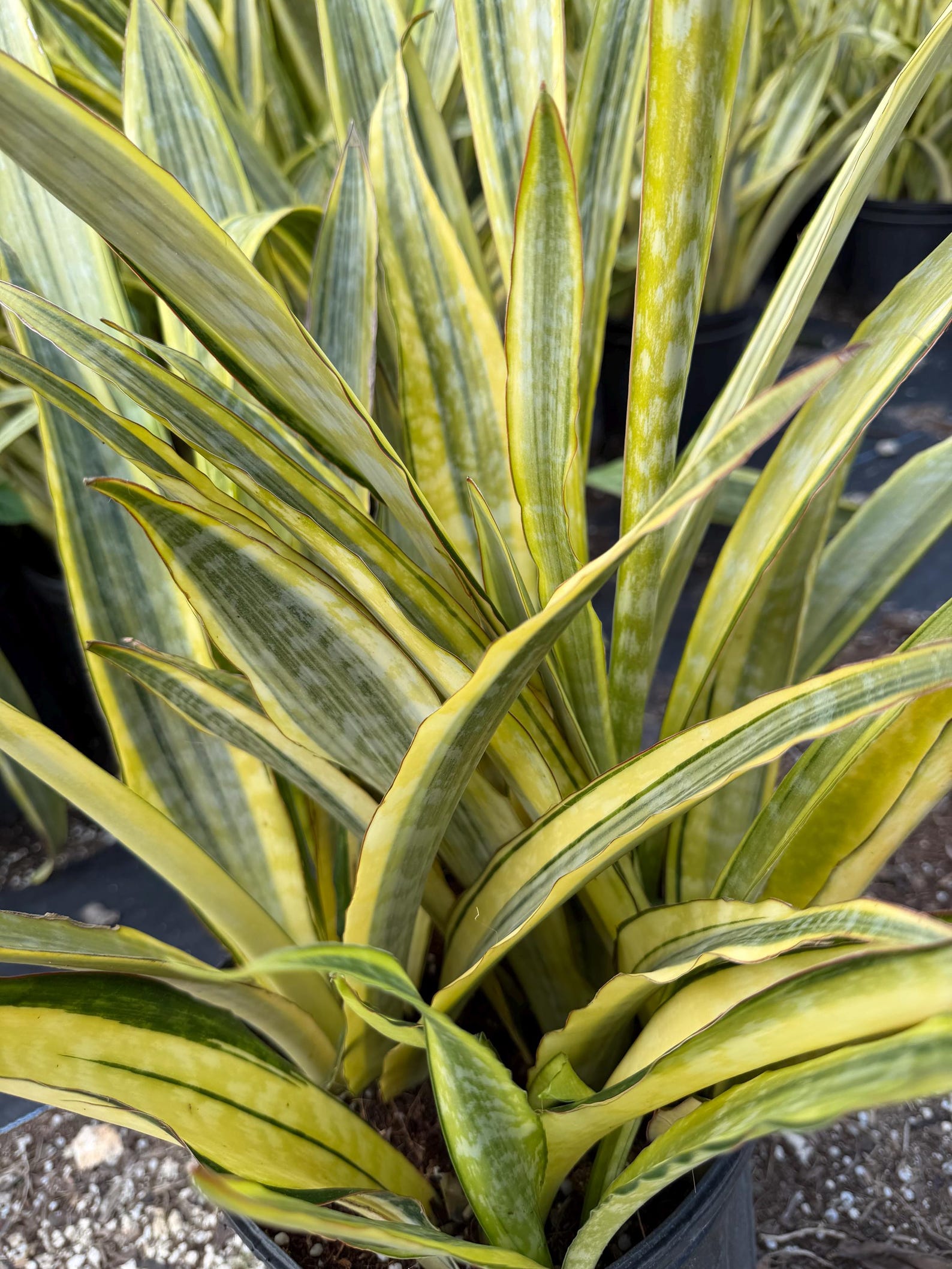 Sansevieria Lauren, 10” Pot Ships GROUND - Etsy