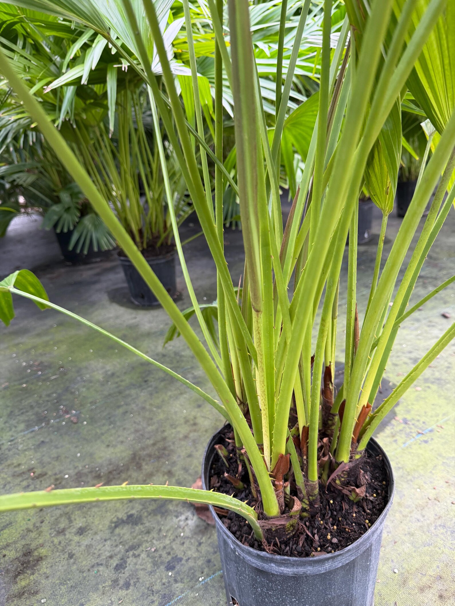 Chinese Fan Palm, 10 Pot Large - Etsy