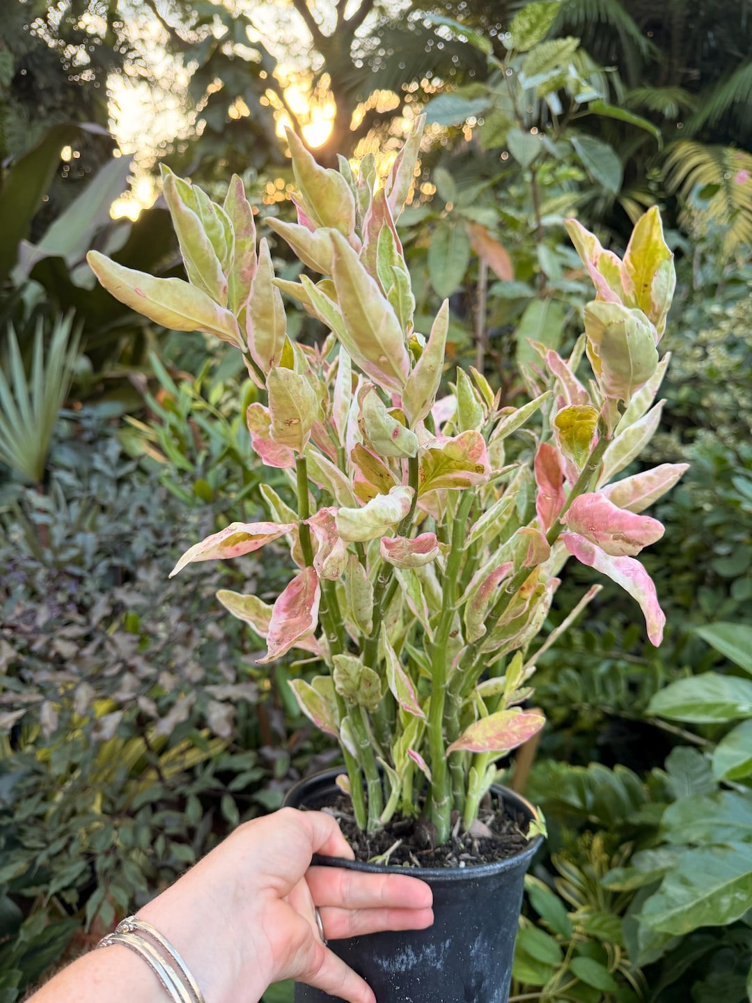 Variegated Devils Backbone, Zig Zag Plant, 1 G/deep 6” Pot - Etsy